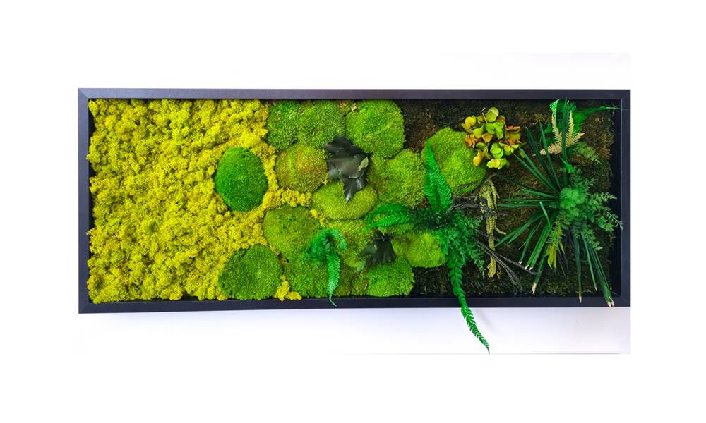 Dragon Plant - MAO Moos - Mooswerkstatt aus Taiskirchen in ...